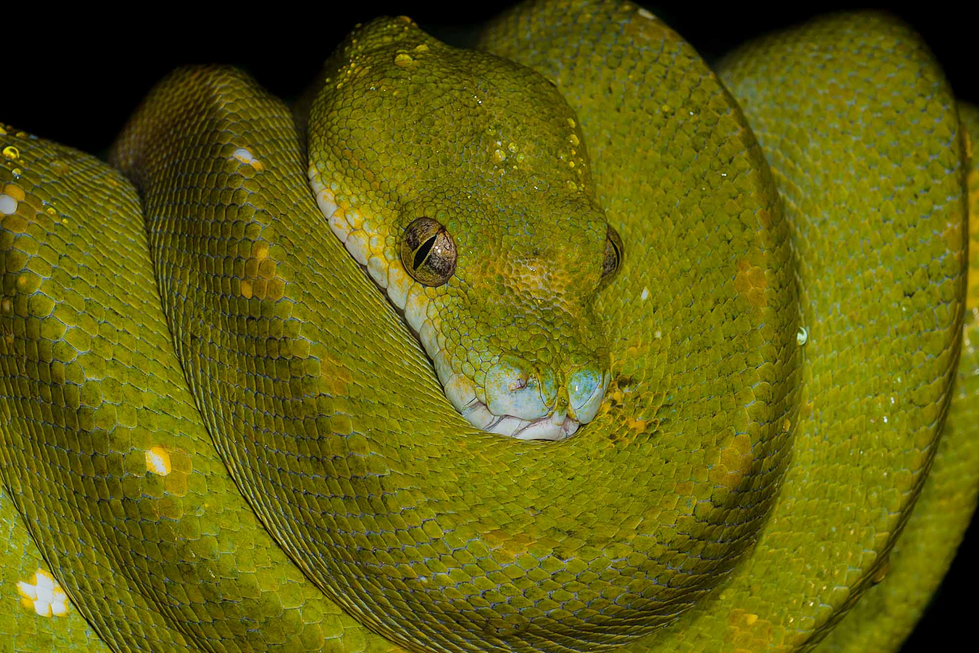 Natural History: Wet Tropical Rainforest