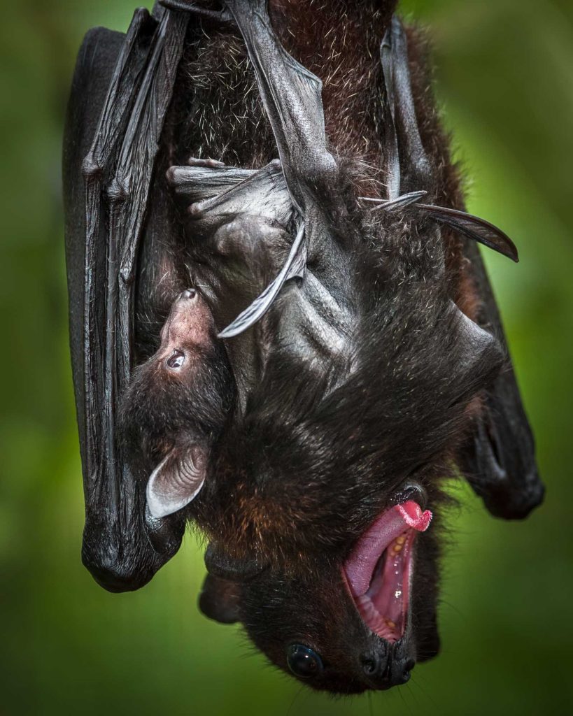 Australian Bats