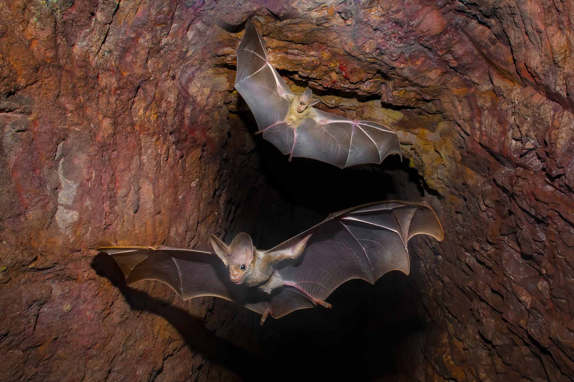 Australian Ghost Bat Facts