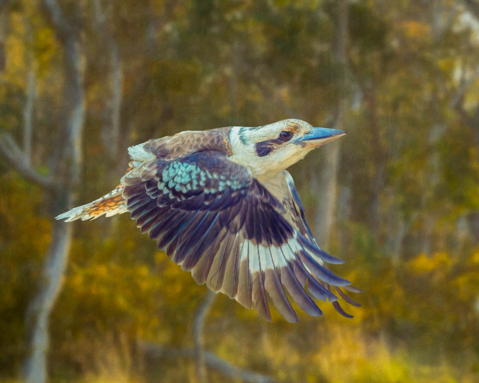 Bird Photography: Tips and Techniques Steve Parish Nature Connect
